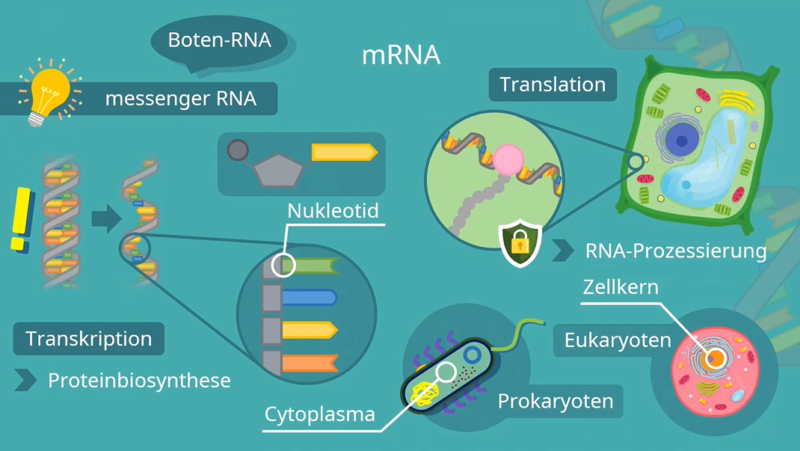 mRNA leicht gemacht - footsteps-in-my-brain.de